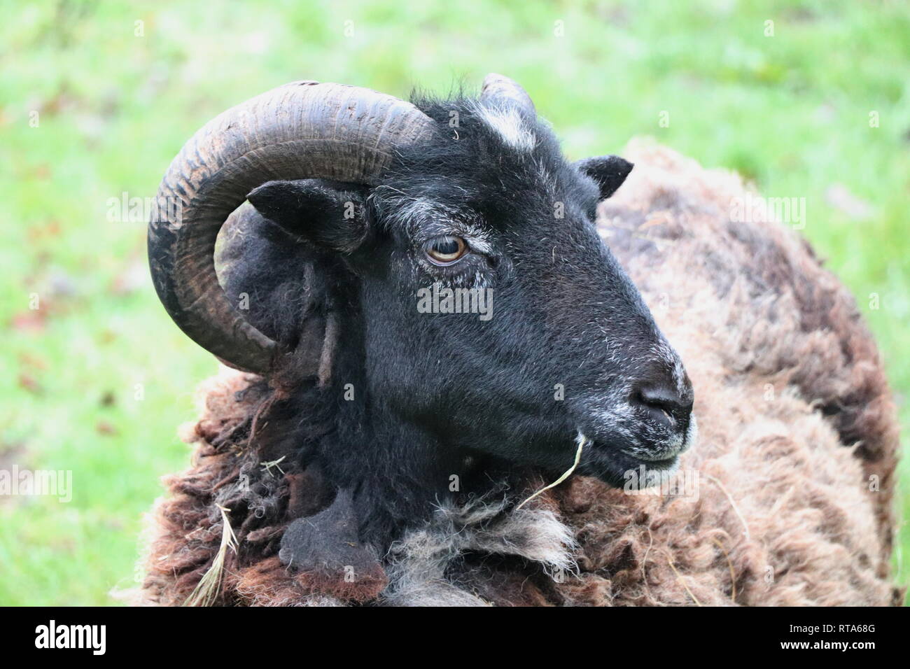 Big sheep hi-res stock photography and images - Alamy