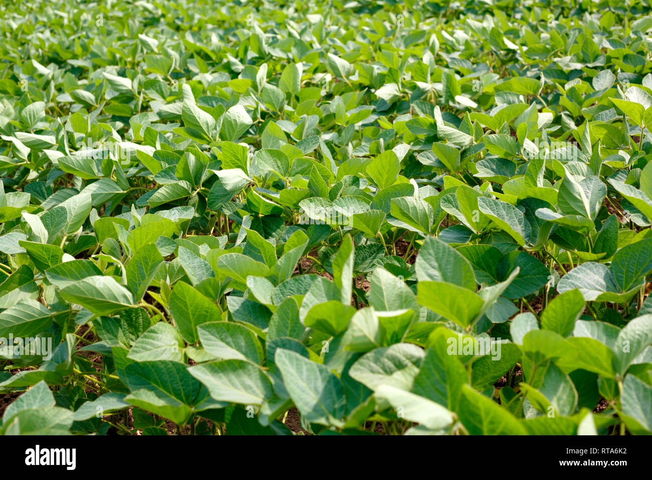 Landscape of young soybean field in plains Stock Photo - Alamy