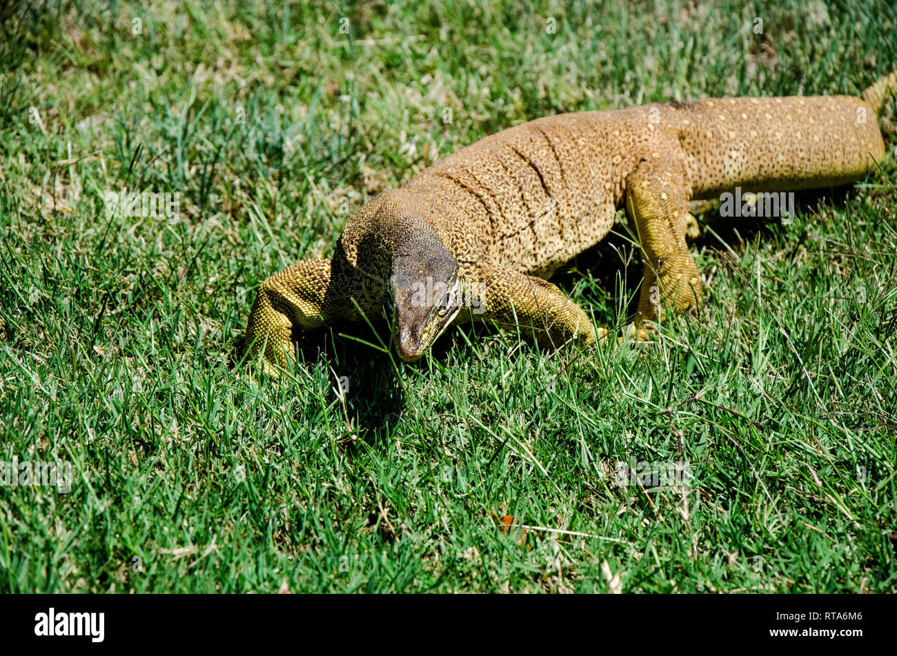 Racehorse goanna hi-res stock photography and images - Alamy