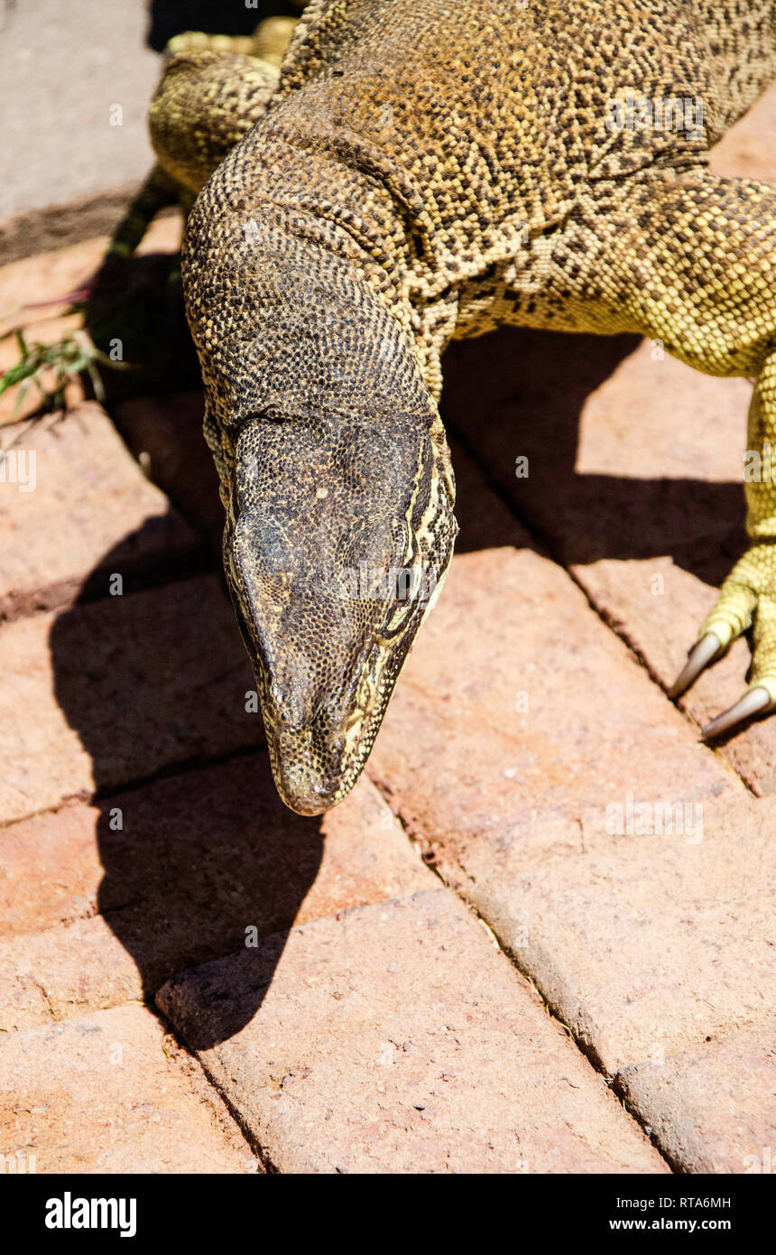Racehorse goanna hi-res stock photography and images - Alamy