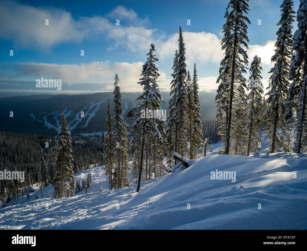 Trees in a ski resort, Sun Peaks Resort, Sun Peaks, British Columbia ...