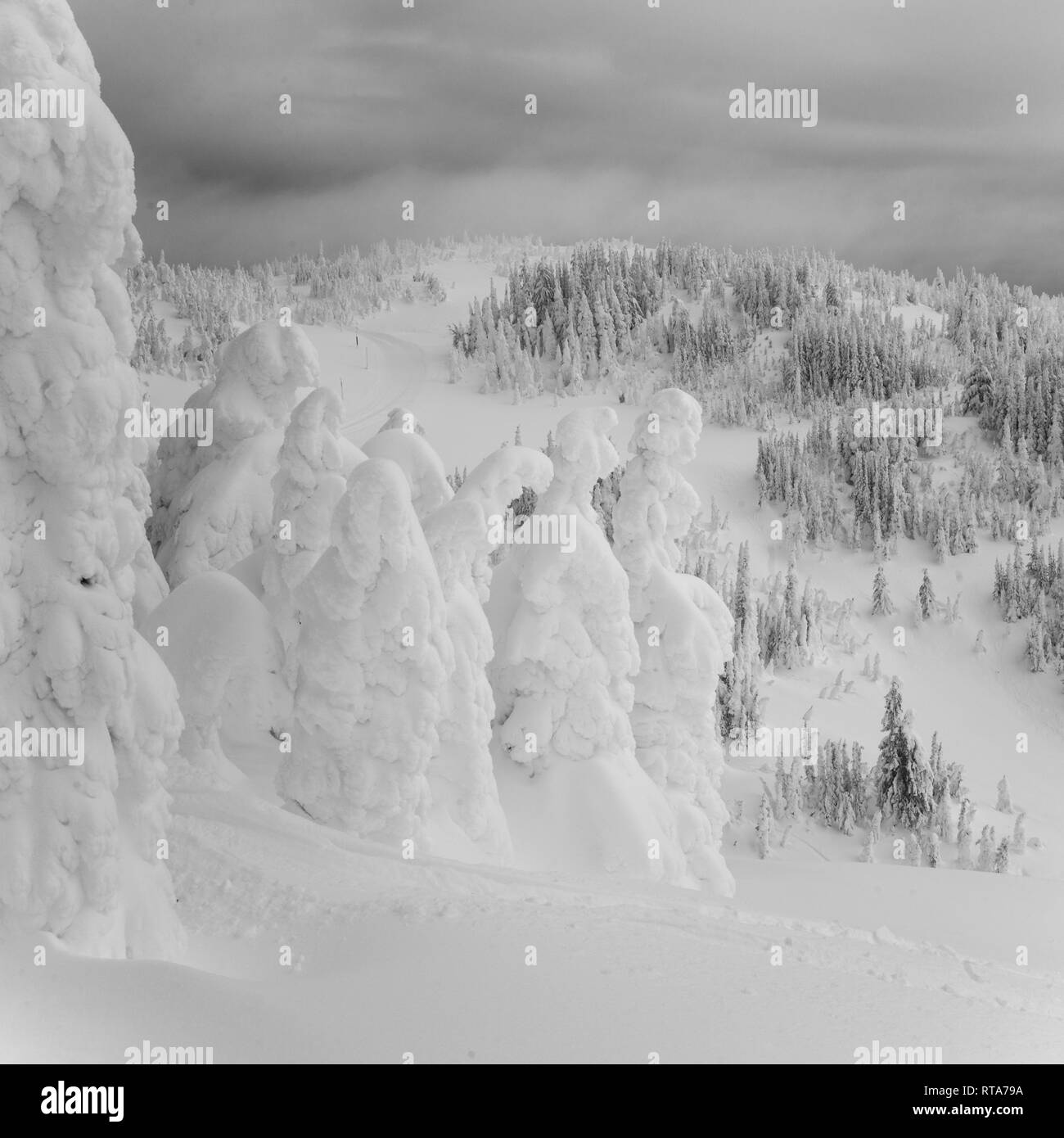 Snow covered trees, Thompson-Nicola Regional District, Sun Peaks Resort ...