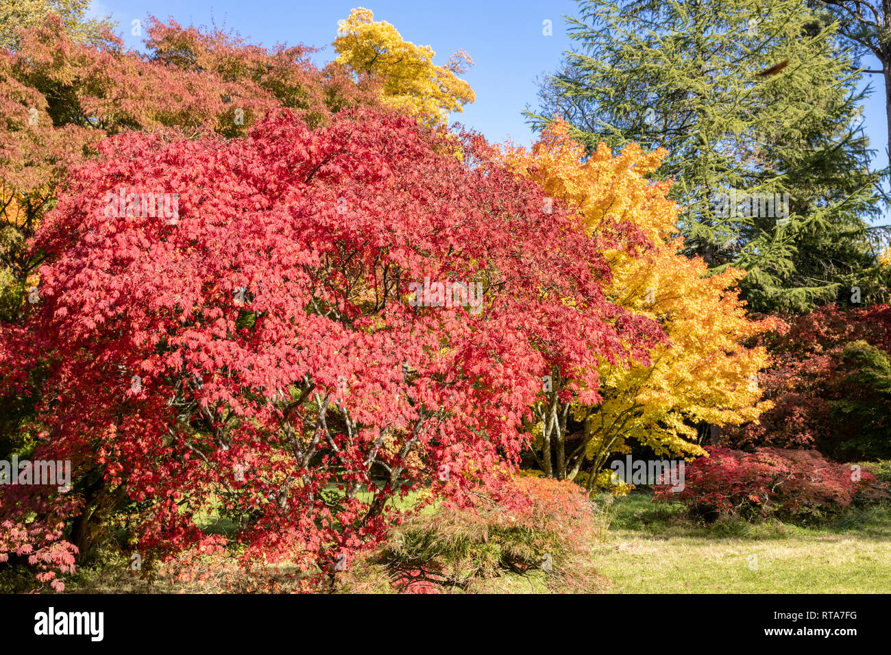 Westonbirt arboretum trees hi-res stock photography and images - Alamy