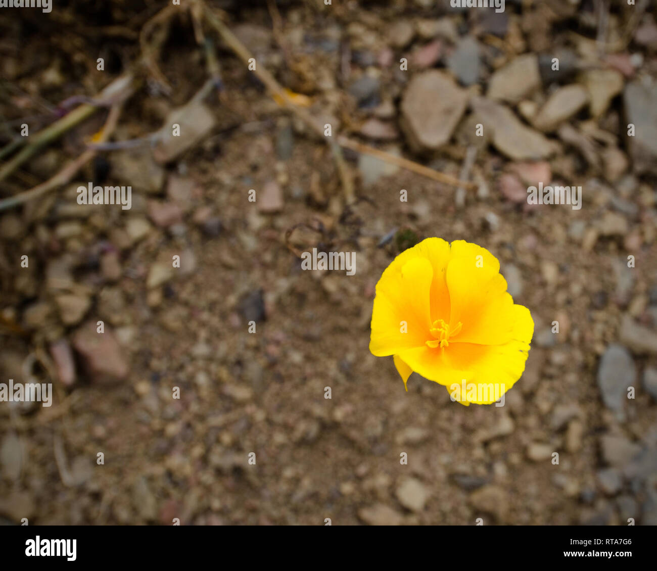 Native california wild flowers hi-res stock photography and images - Alamy