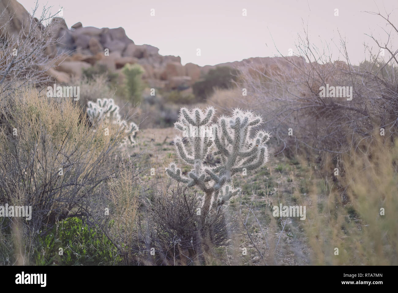 Glowing California Cactus in Joshua Tree National Park Stock Photo - Alamy