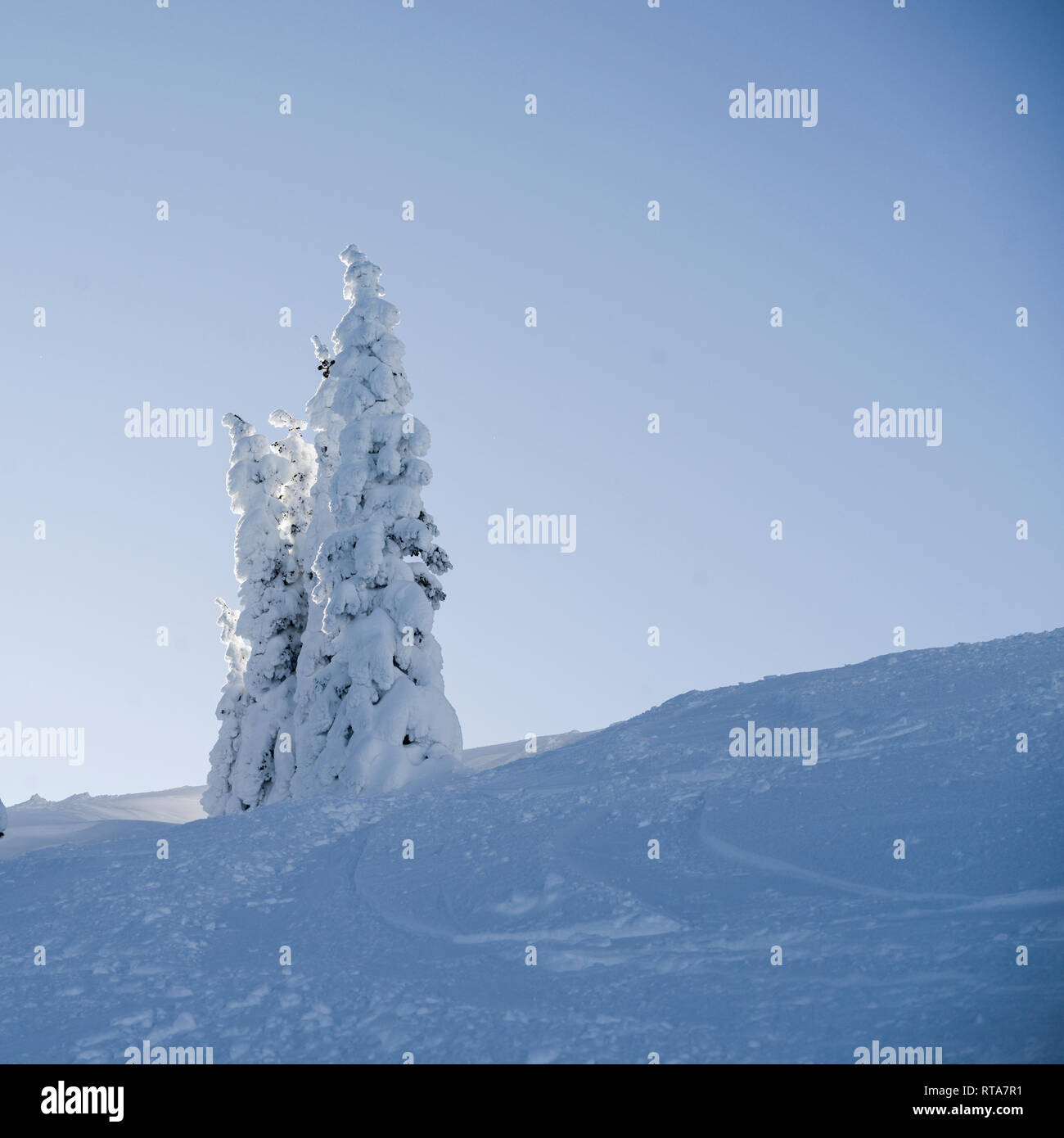 Snow covered trees, Thompson-Nicola Regional District, Sun Peaks Resort ...
