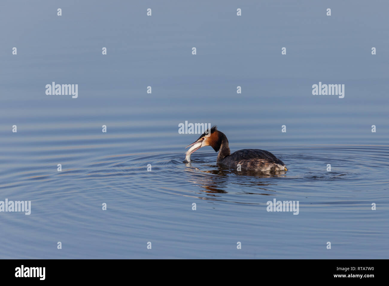 Great Crested Grebe with a fish after a successful dive Stock Photo - Alamy