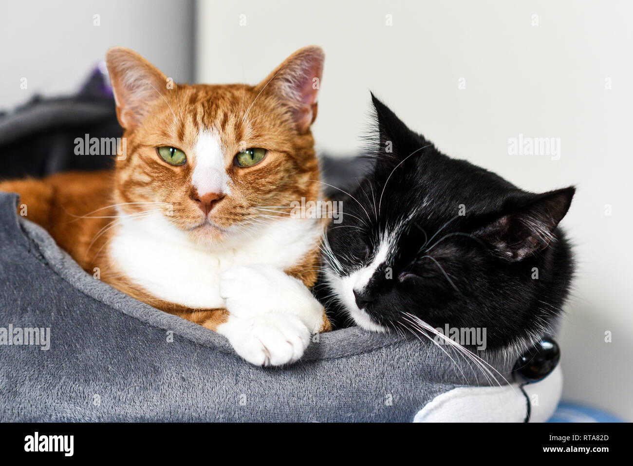 Cuddling cats hi-res stock photography and images - Alamy