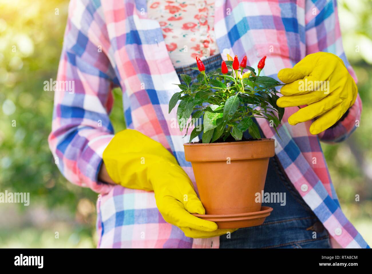 girl plants a flowers in the garden. flower pots and plants for ...