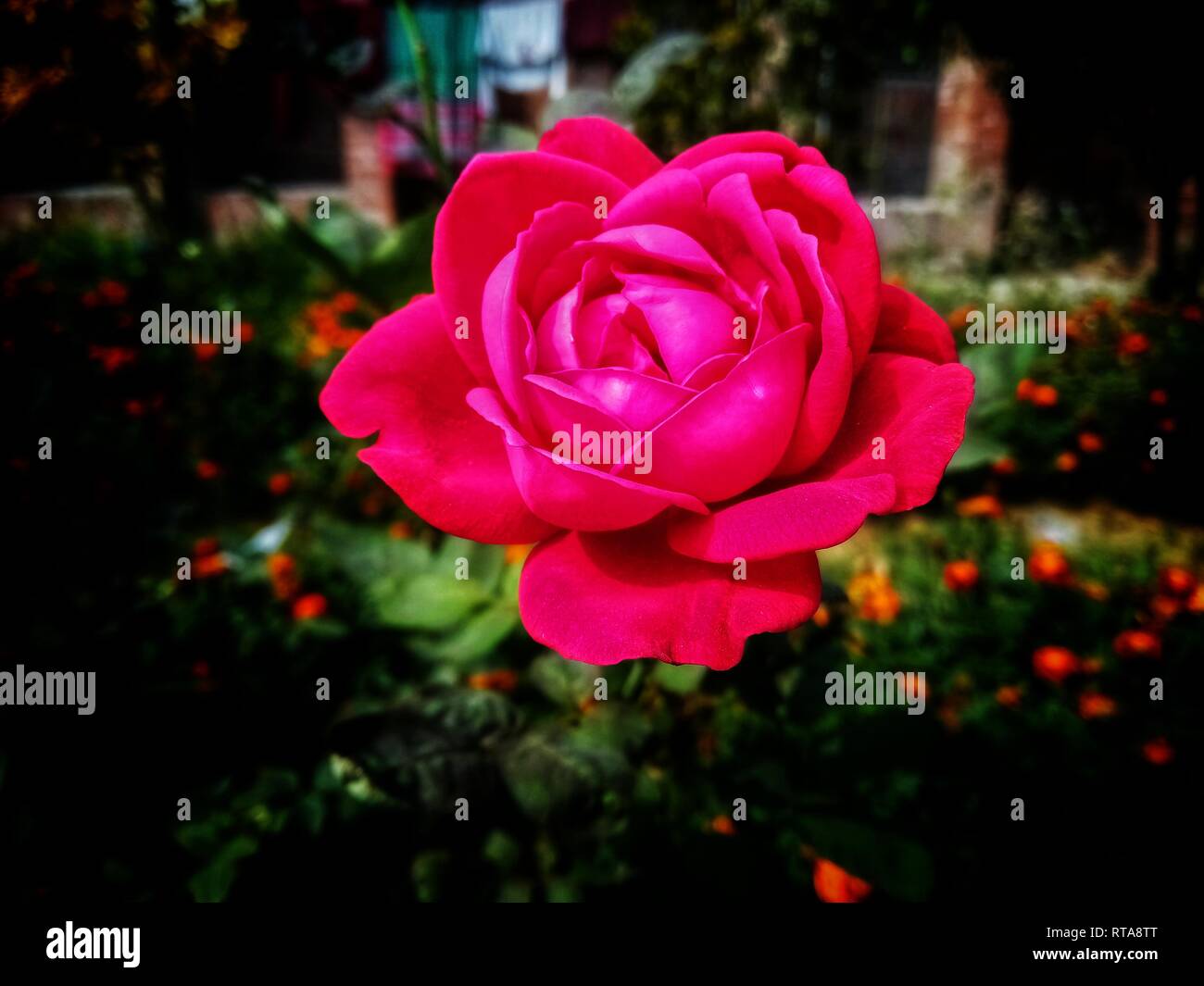 Flower of Bangladesh. Blur Background Flower Stock Photo - Alamy
