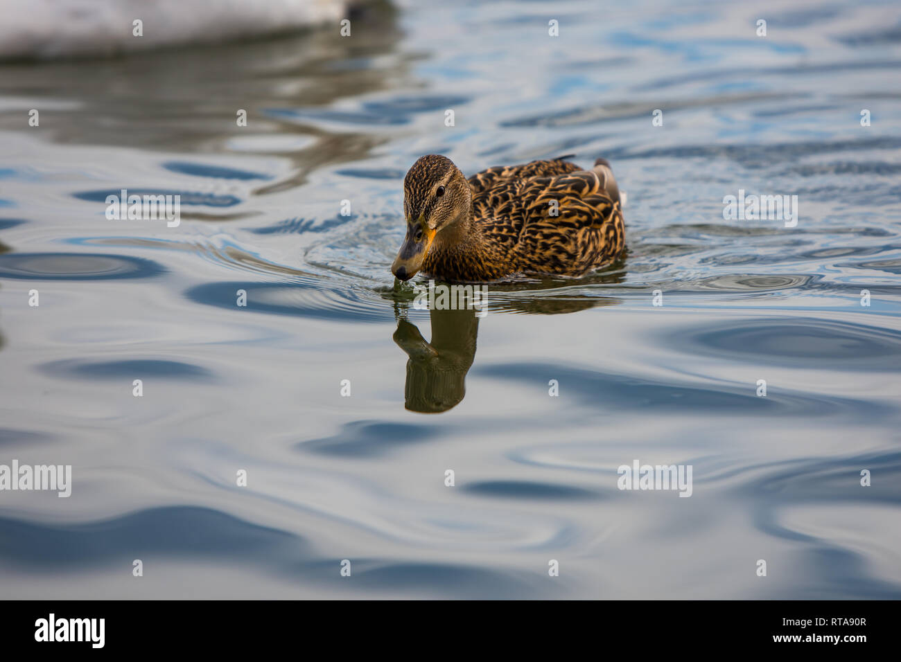 The brown duck swims in the Danube River on the Zemun quay looking for ...