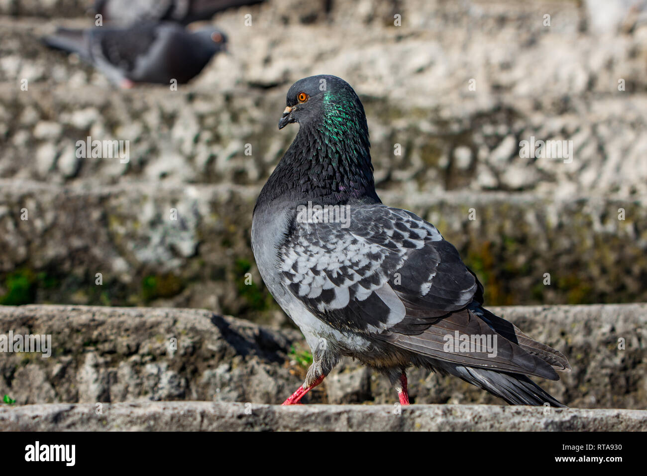 A gray pigeon on a stairway in search of food, beautiful colors of ...