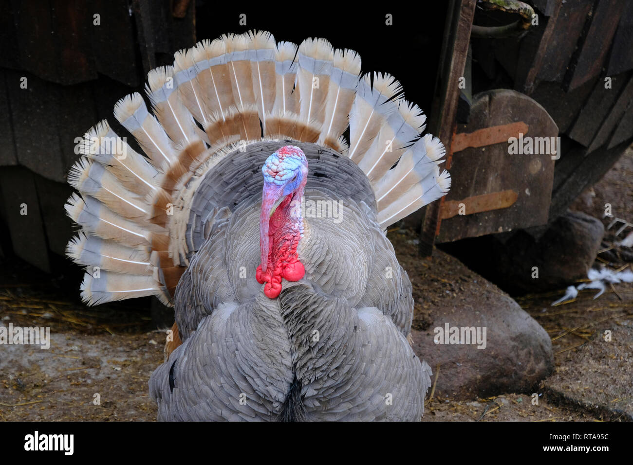 Turkey and belarus hi-res stock photography and images - Alamy