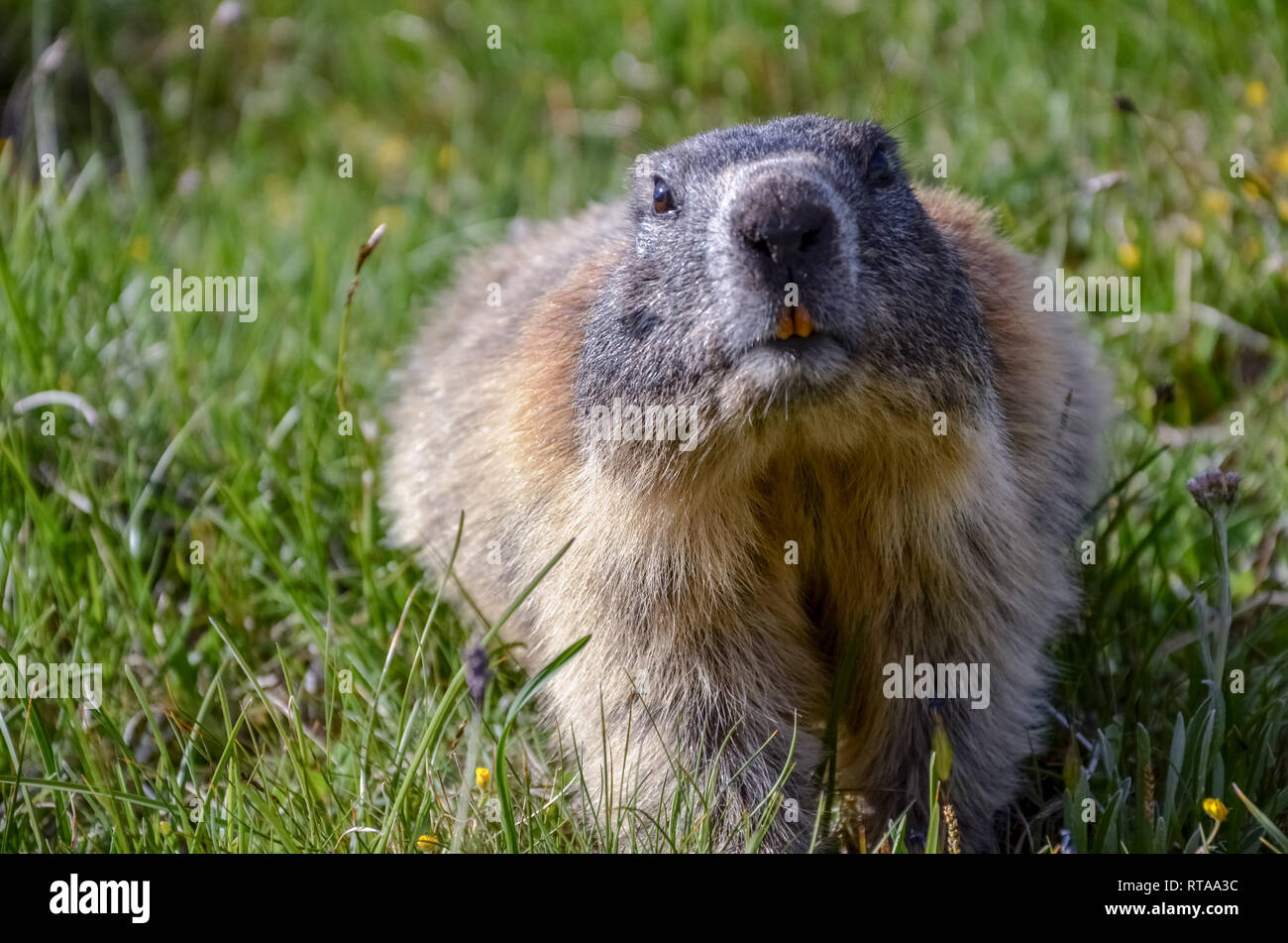 Starring at camera hi-res stock photography and images - Alamy