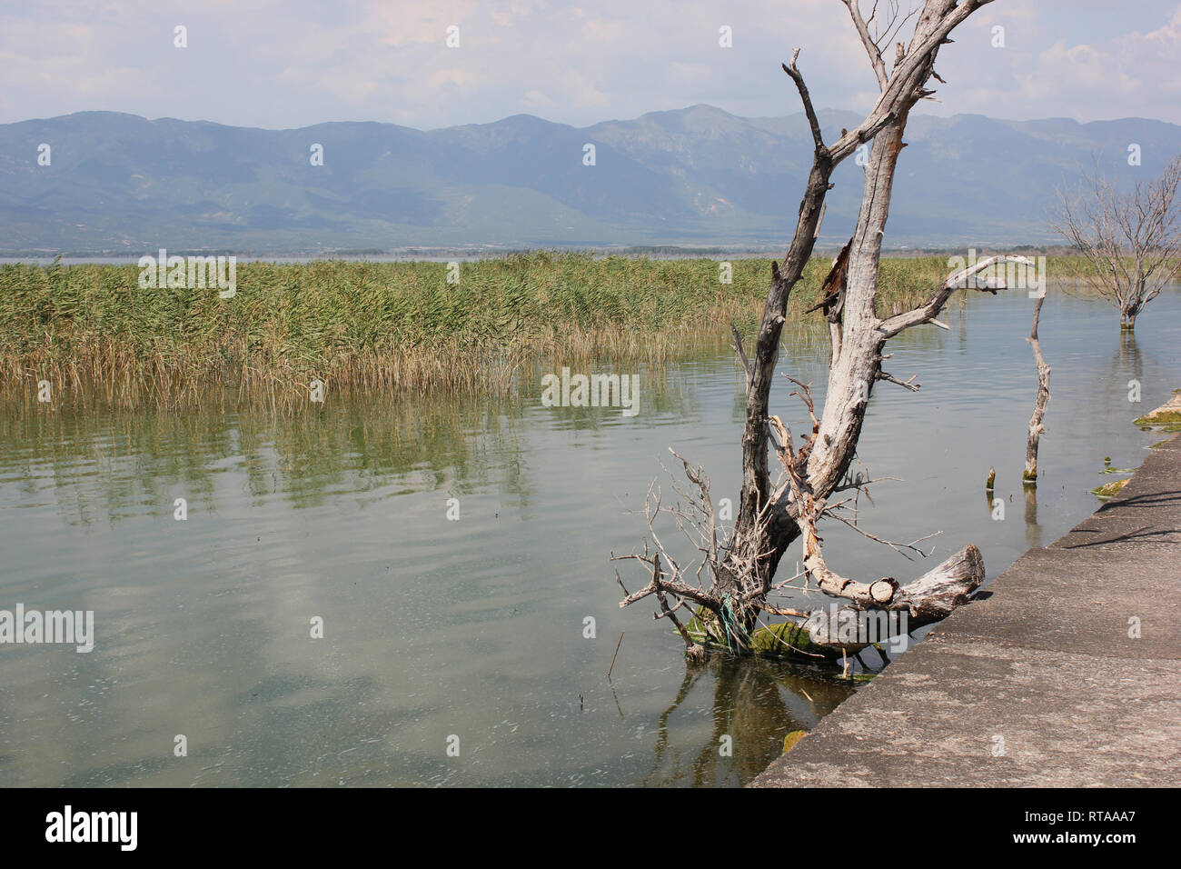 Abandoned trees on the Lake of Doirani Kilkis Greece Stock Photo - Alamy