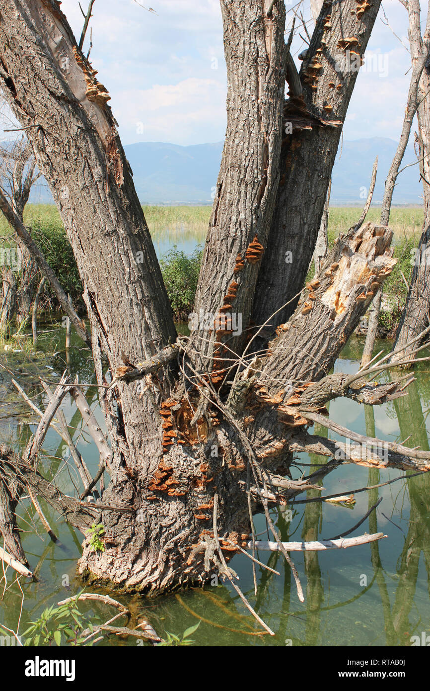 Abandoned trees on the Lake of Doirani Kilkis Greece Stock Photo - Alamy