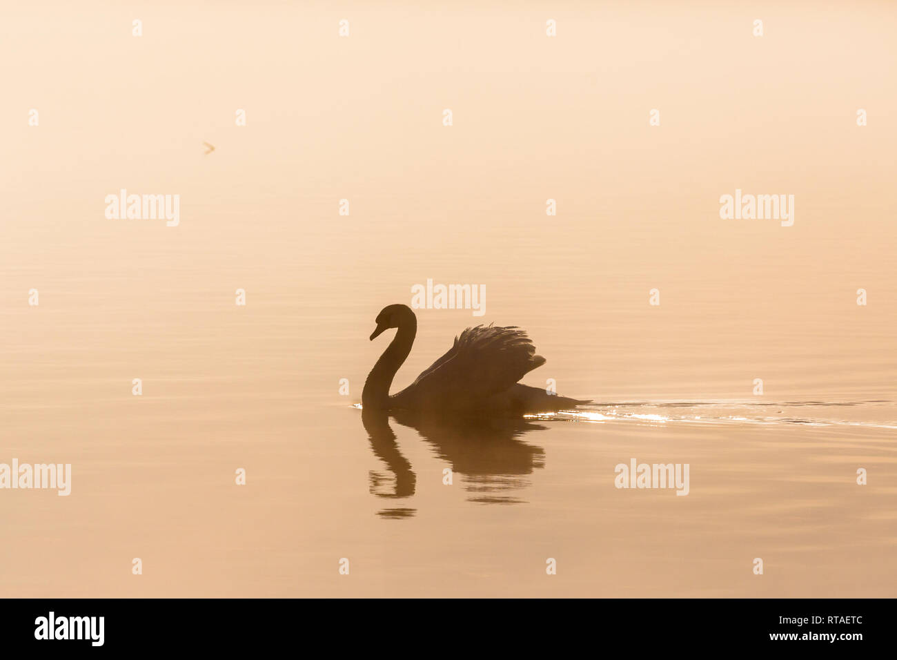 Mute swan in misty morning light Stock Photo - Alamy