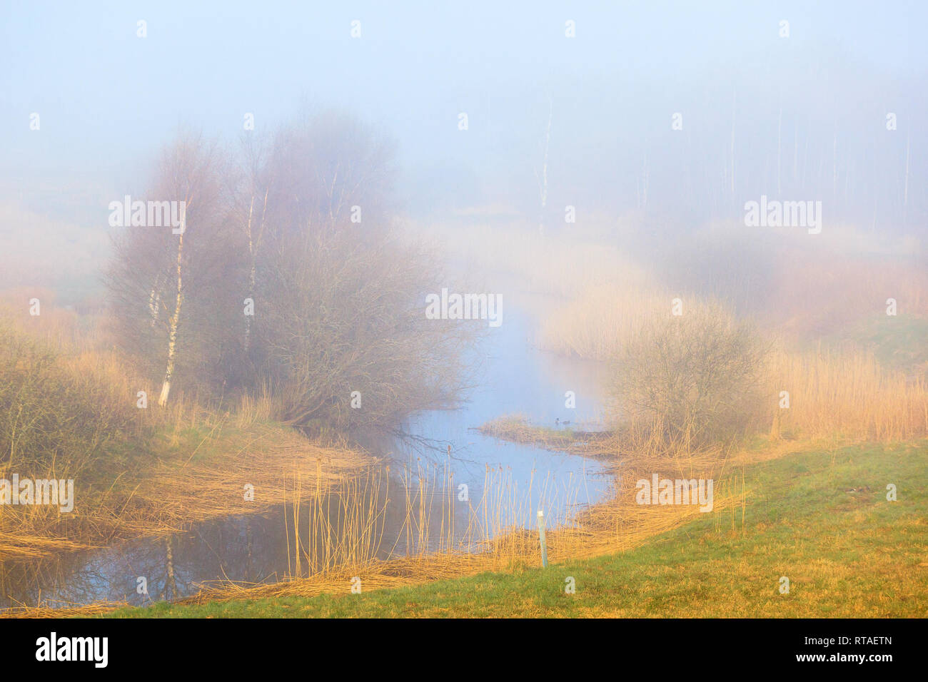 Misty spring morning at the river Stock Photo - Alamy