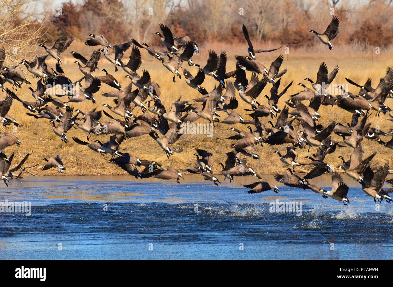 Canada geese flush from the marsh at the Rainwater Basin Wetland ...