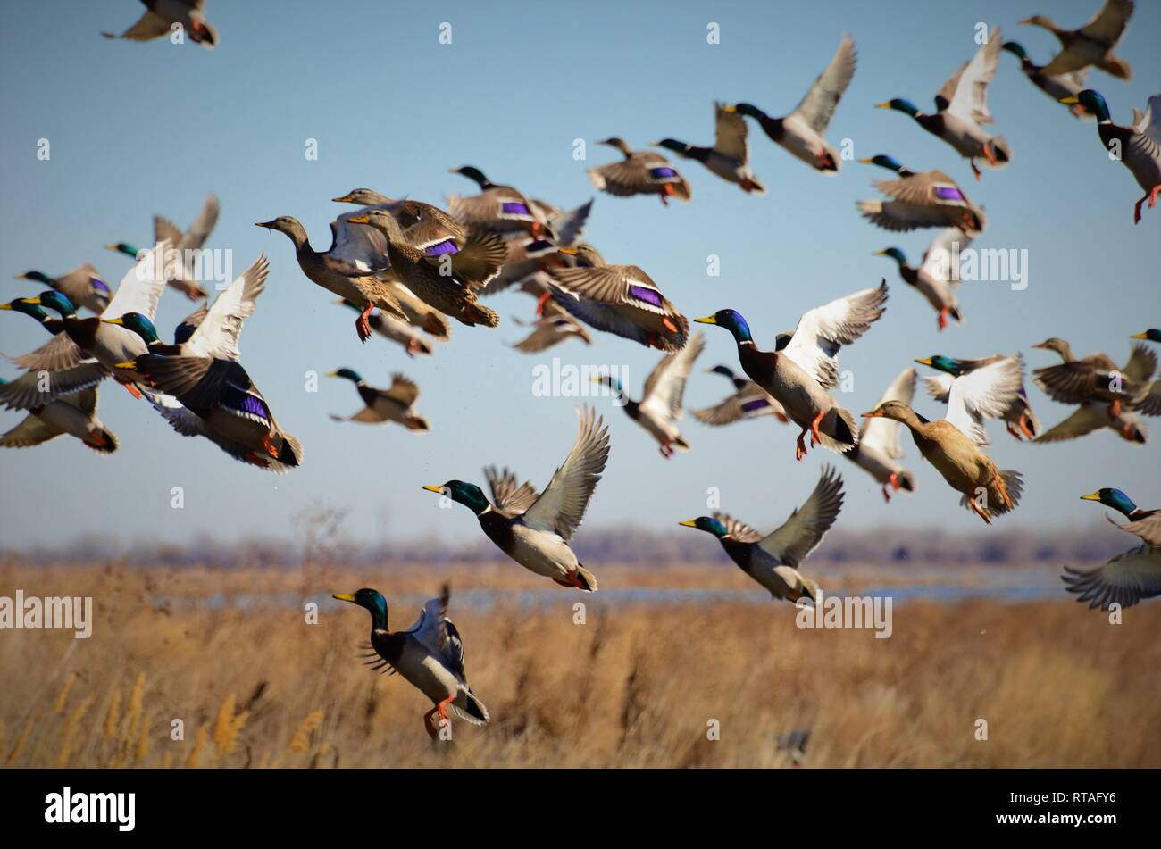 Duck ducks waterfowl hi-res stock photography and images - Alamy
