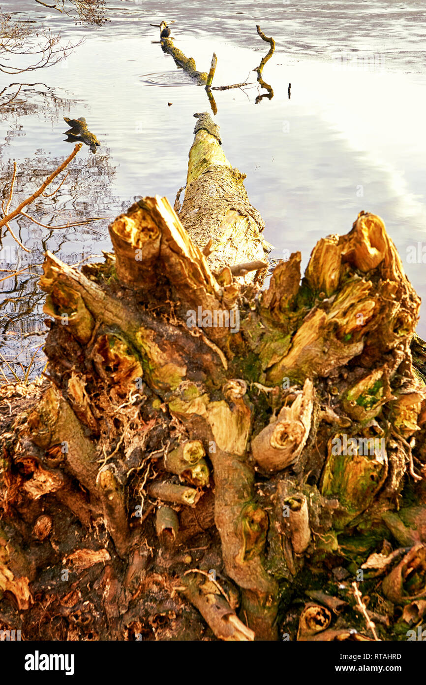 Broken tree trunk in the water Stock Photo - Alamy