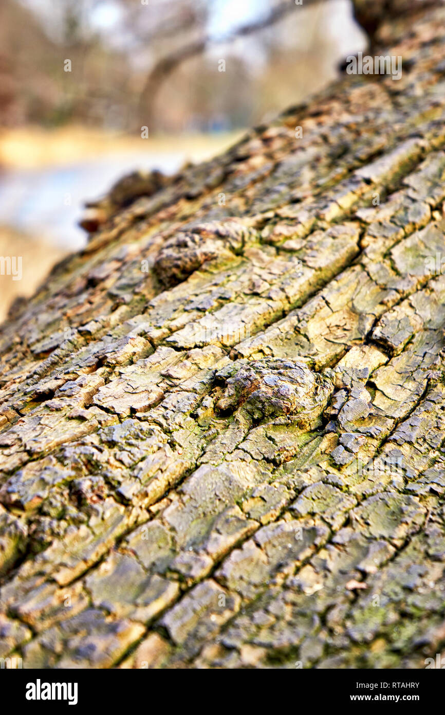 Tree trunk texture of tree bark Stock Photo - Alamy