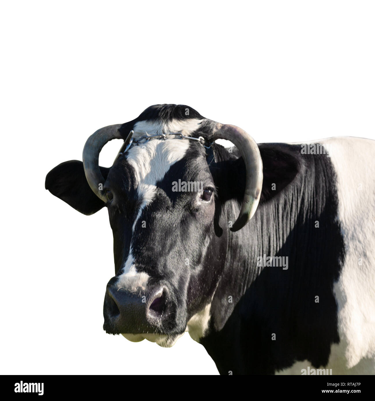 Cow isolated on a white background Stock Photo - Alamy