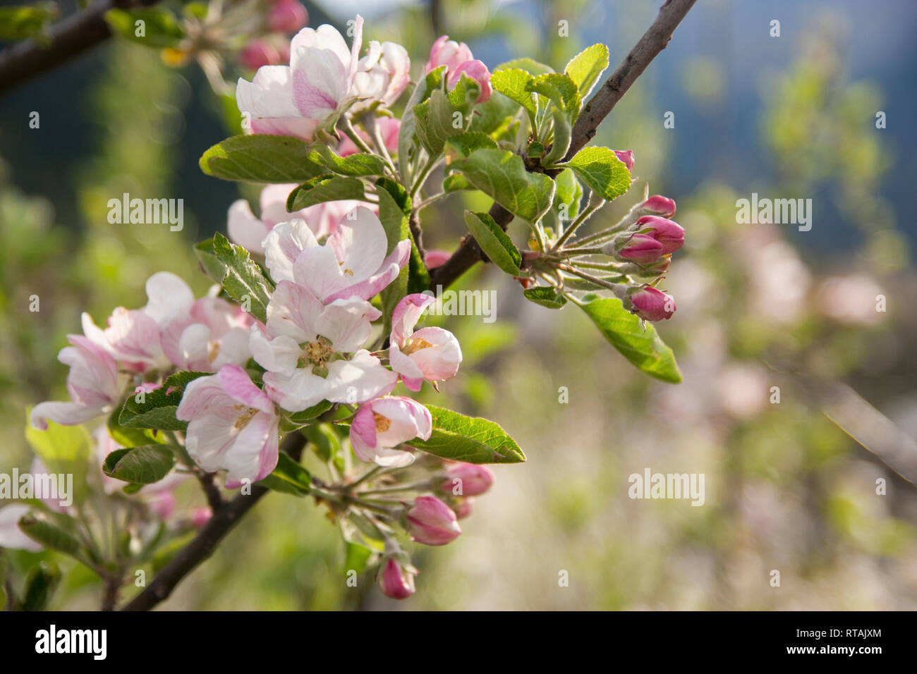 Pink flowers in the old town of Taull, Catalonia Stock Photo - Alamy