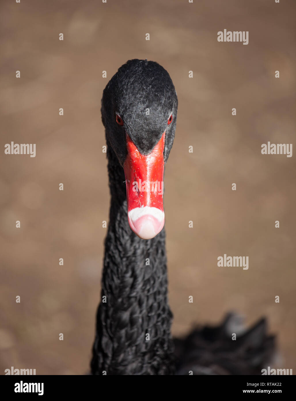 Soulful faith hi-res stock photography and images - Alamy