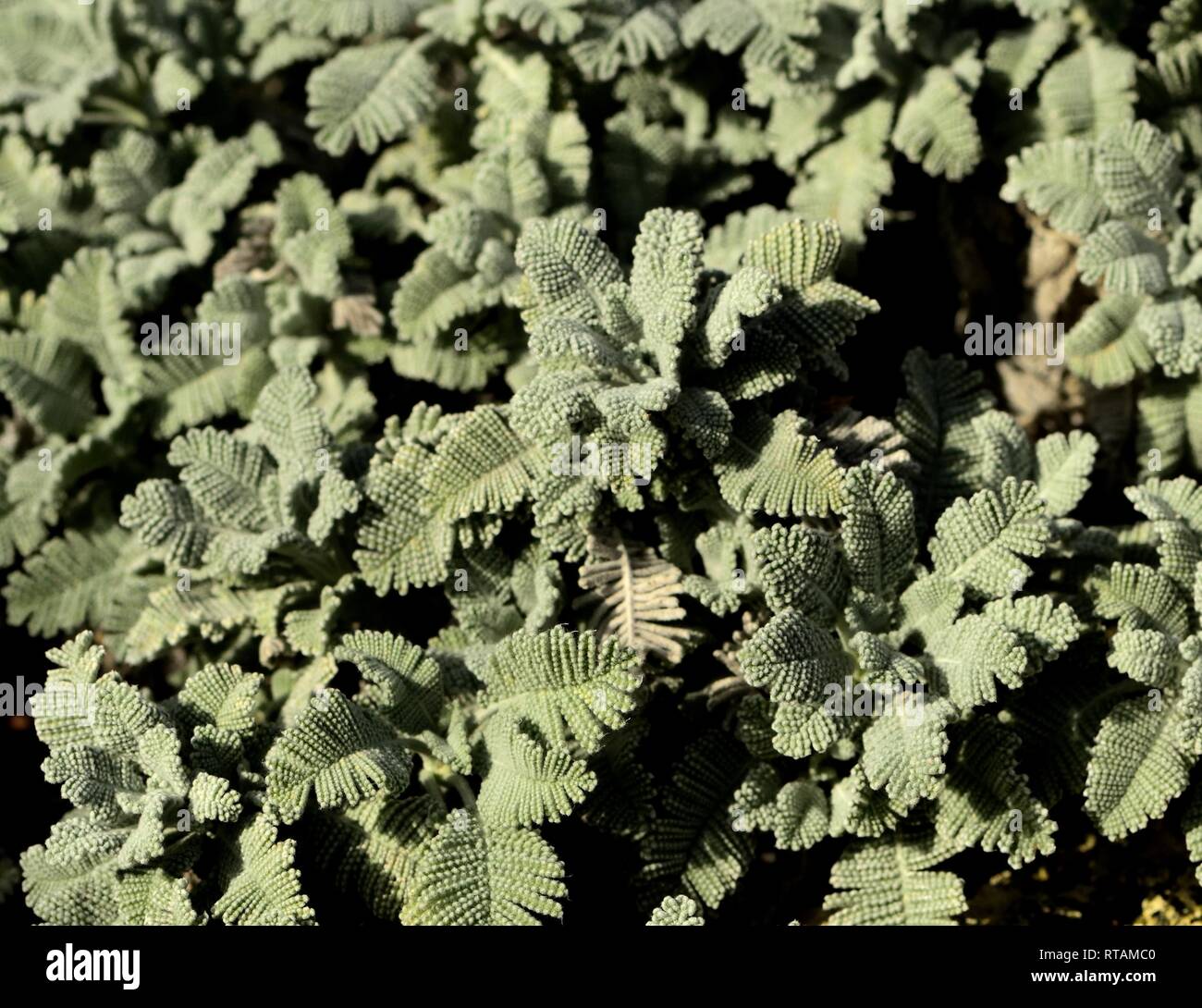 Forming ground cover hi-res stock photography and images - Alamy