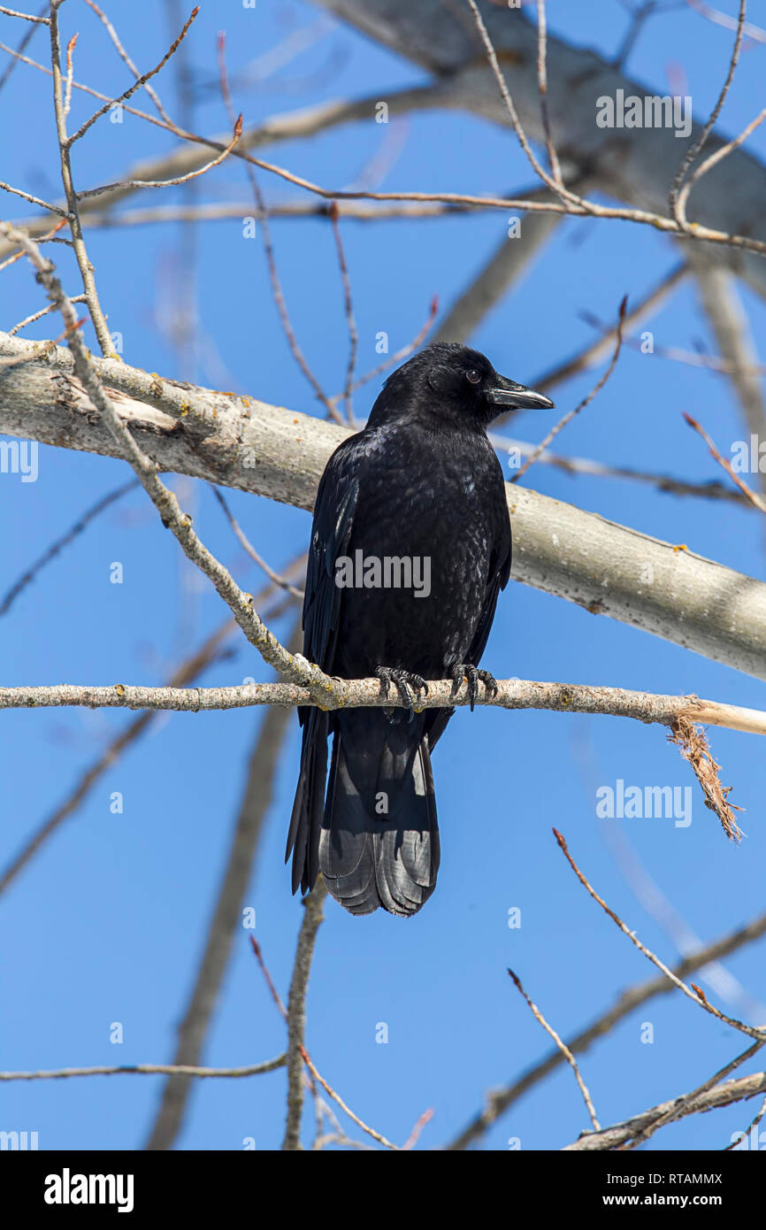 Common crow species hi-res stock photography and images - Alamy
