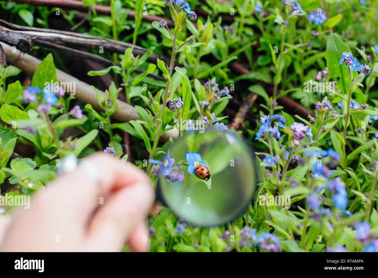 Ladybug sitting on a blue flower through a magnifying glass Stock Photo ...