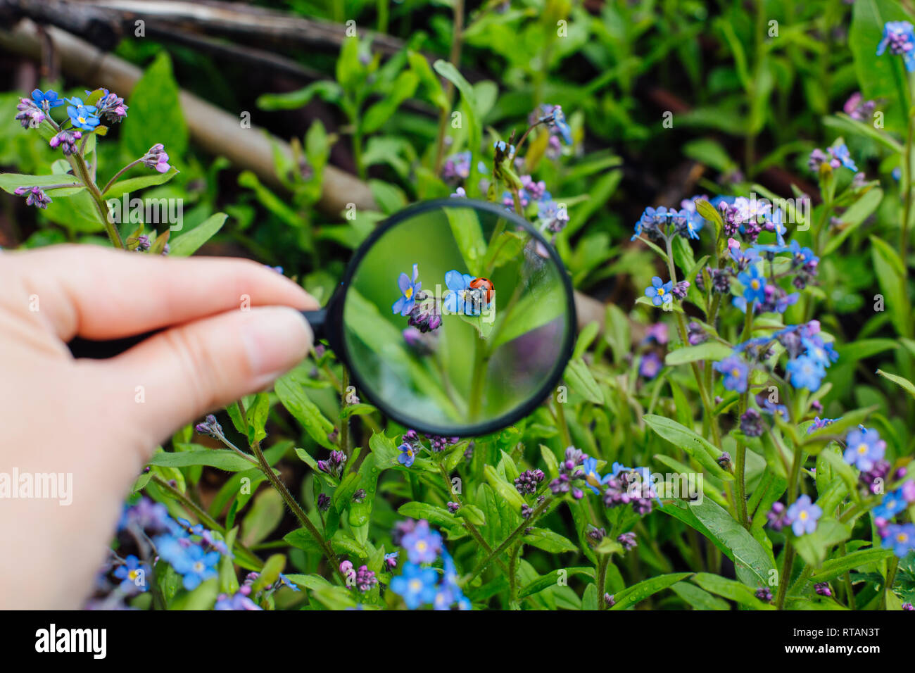 Ladybug sitting on a blue flower through a magnifying glass Stock Photo ...