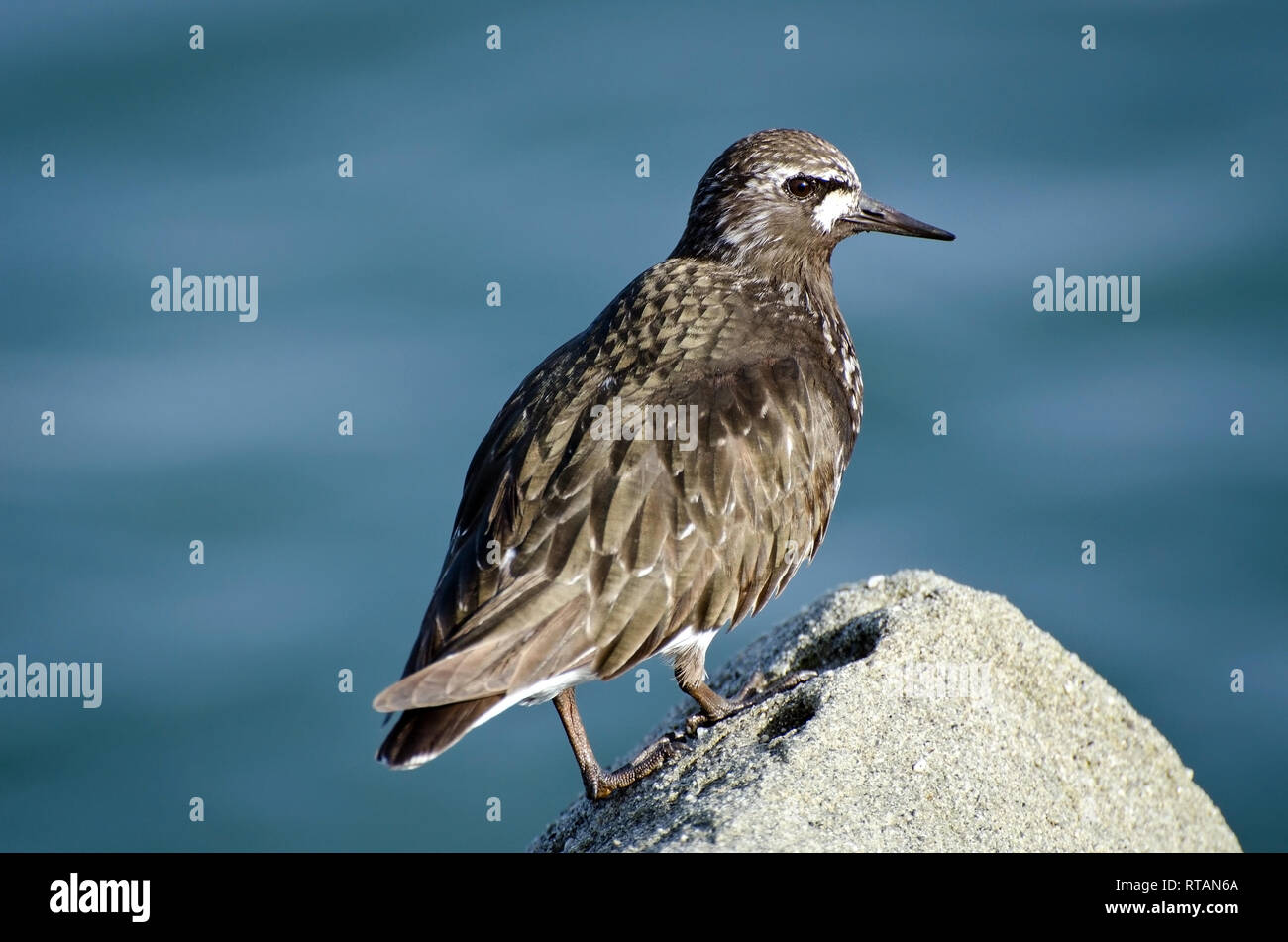 Black turnstone hi-res stock photography and images - Alamy