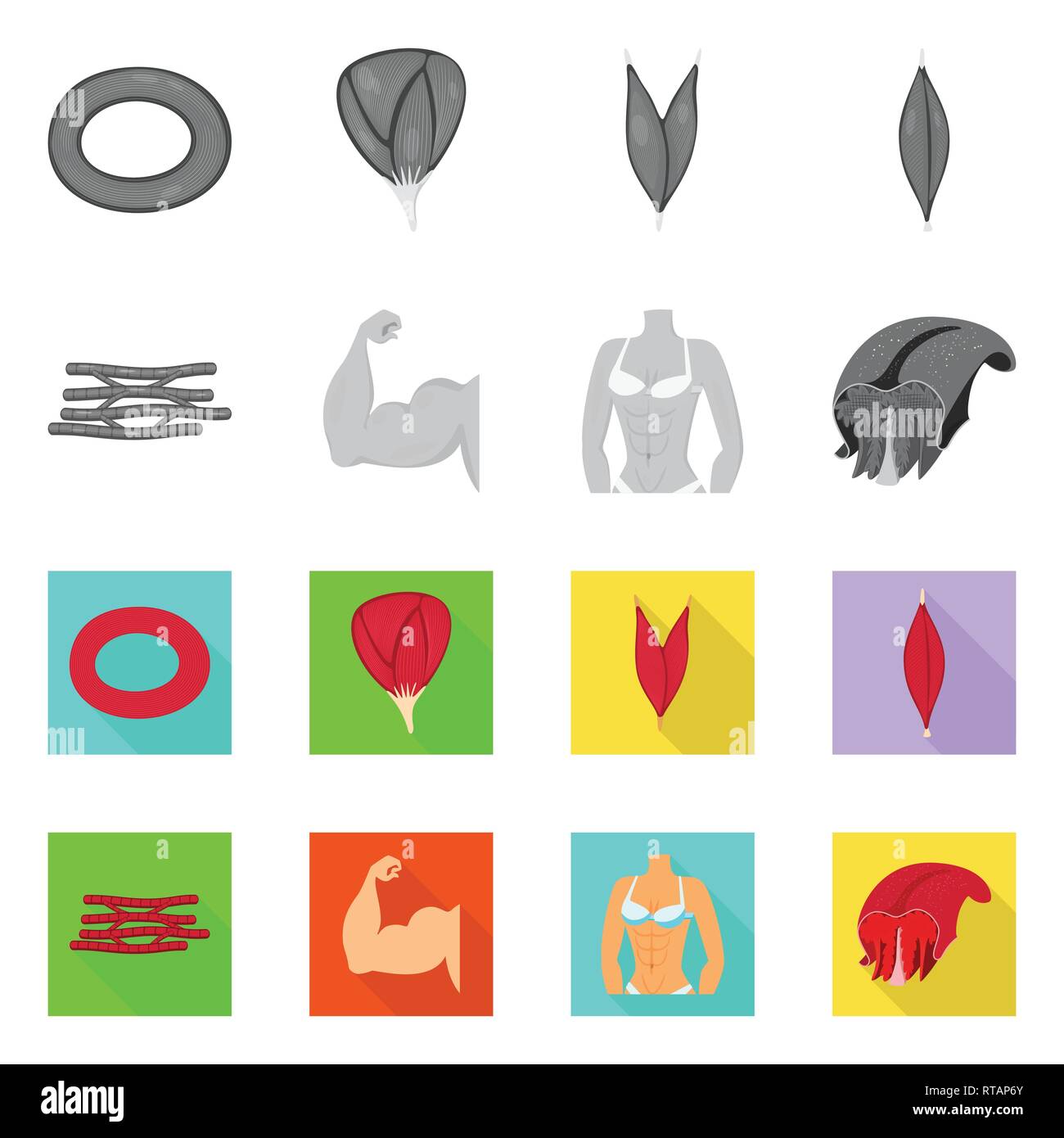 Vector illustration of fiber and muscular symbol. Collection of fiber ...