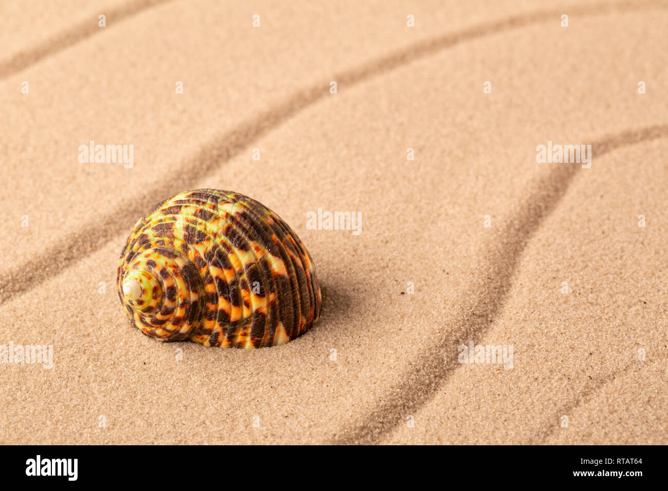 seashell mollusk on the beach sand. Concept for summer vacation Stock ...