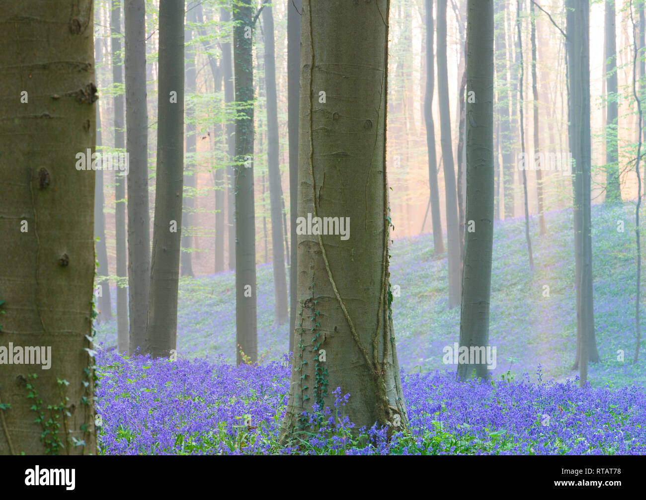 early morning light spring forest with violet blue bells in the foggy ...