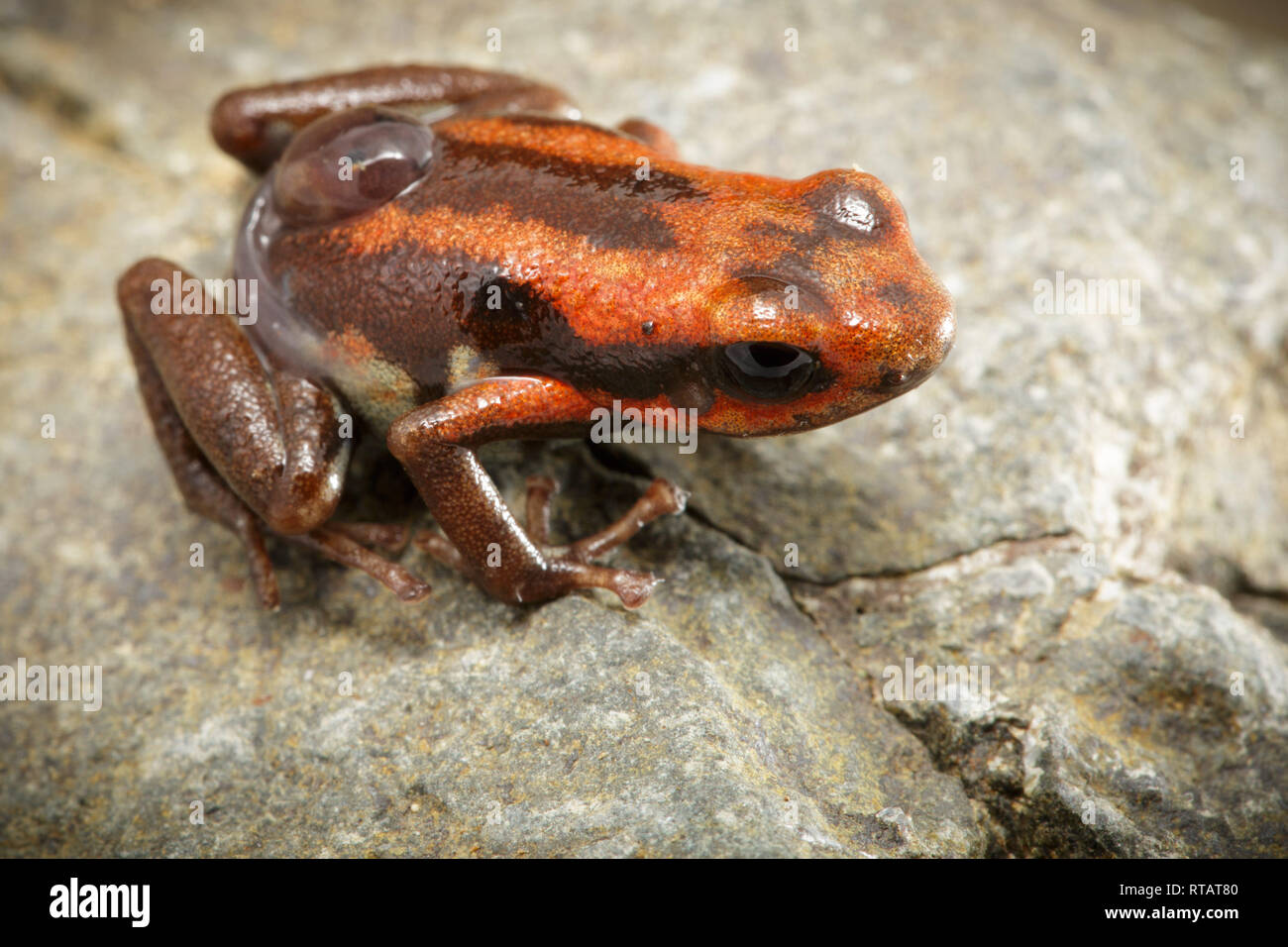 poison dart frog with tadpole on its back, Andinobates bombetes. A ...