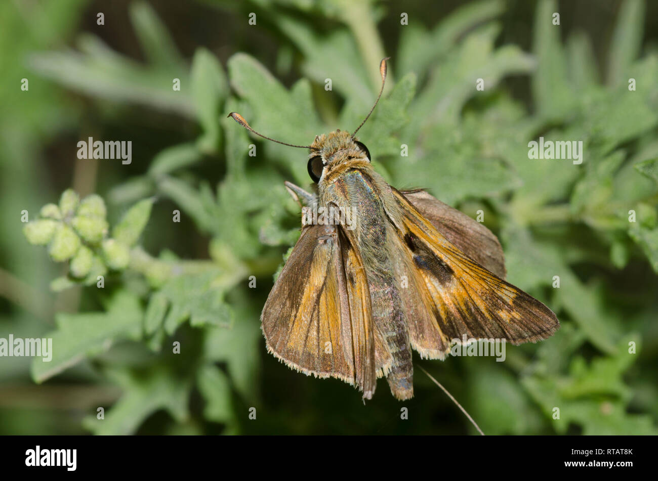 Sachem hi-res stock photography and images - Alamy