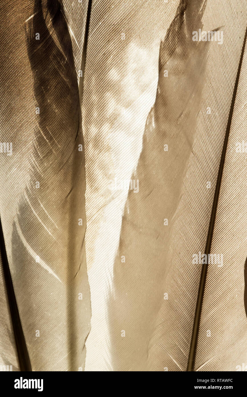 Feather texture hi-res stock photography and images - Alamy
