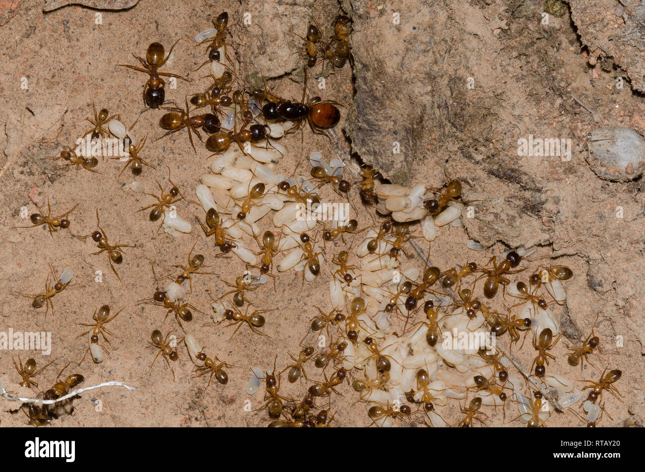 Carpenter ants hi-res stock photography and images - Alamy