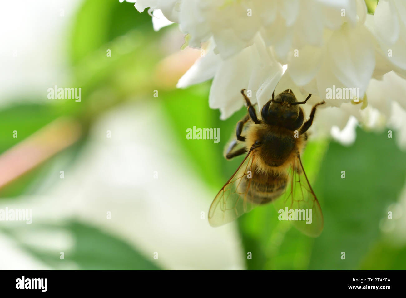 Bee flying and collecting fine dust from blossom flower Stock Photo - Alamy