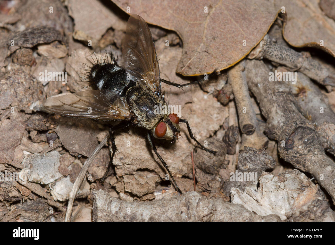 Tachinid Fly, Family Tachinidae, male Stock Photo - Alamy