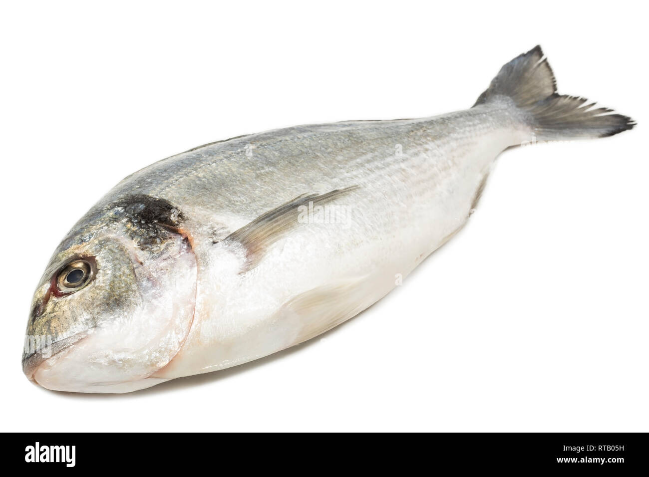 Dorade fish on white background Stock Photo - Alamy