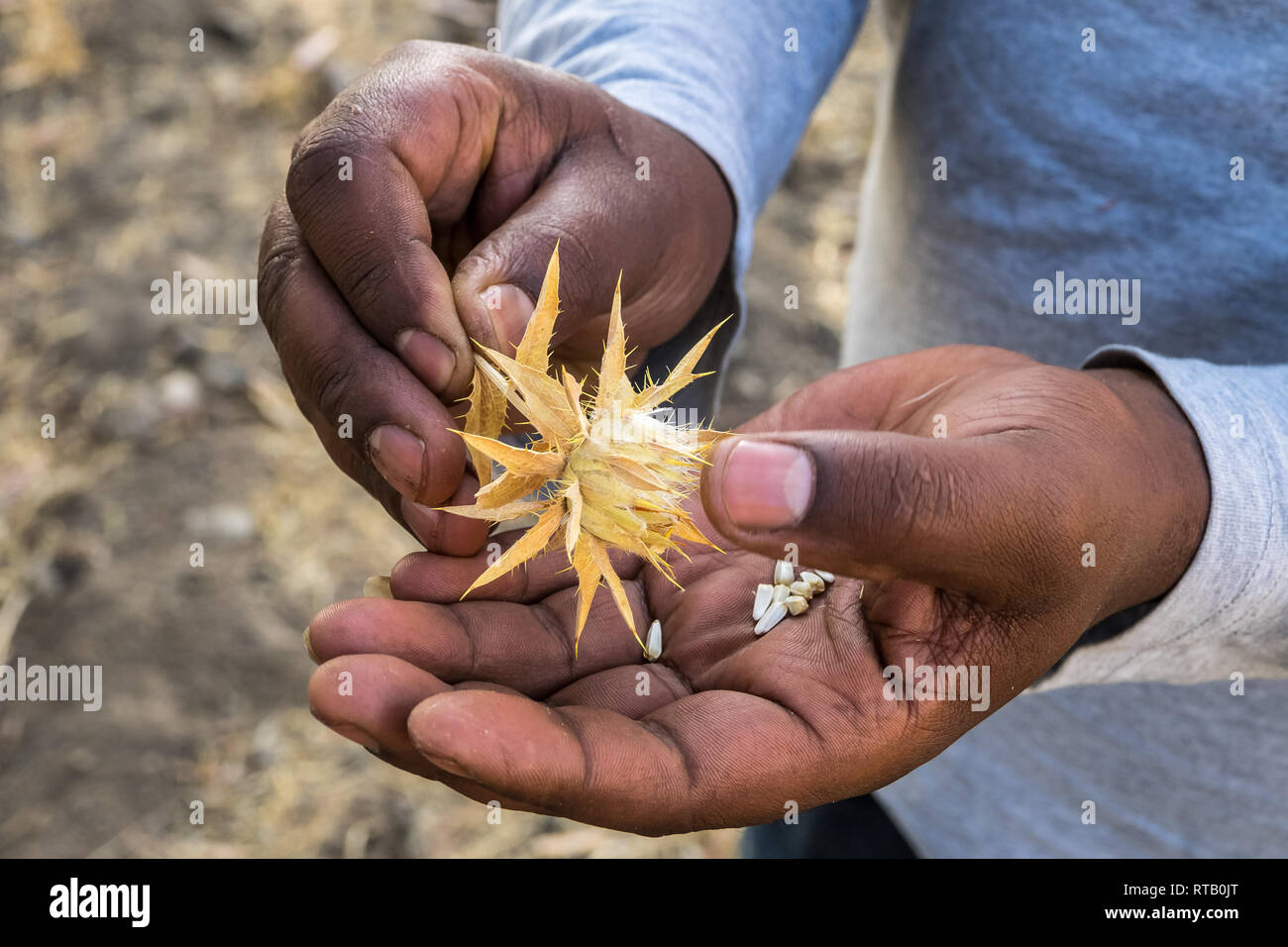 Saflor flower in Tigray, Northern Ethiopia, Africa Stock Photo - Alamy