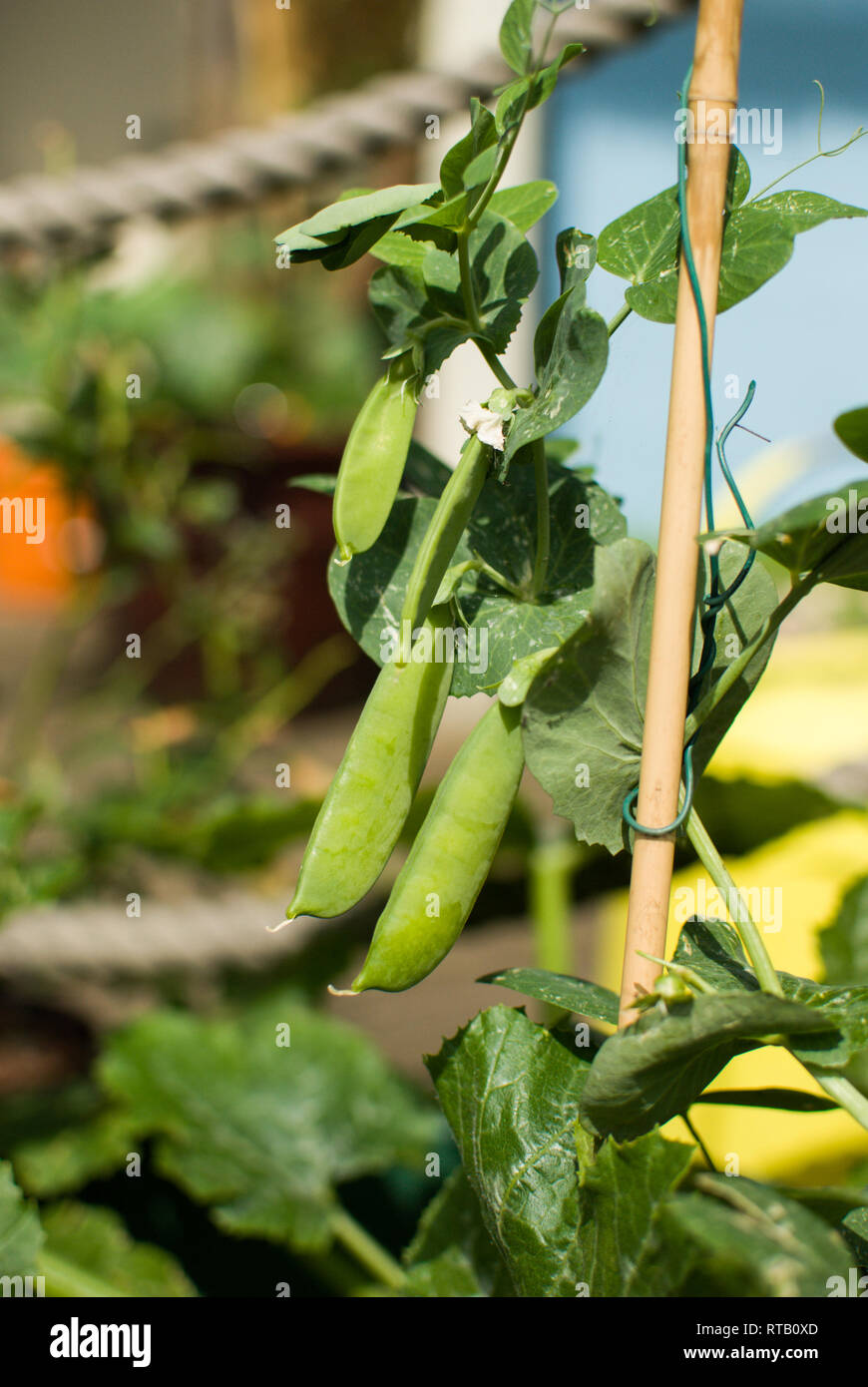 Pea-pods and shoots growing in UK suburban garden in early summer, with ...