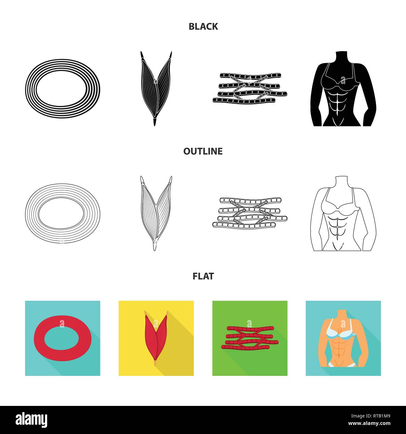 Vector design of fiber and muscular symbol. Set of fiber and body stock ...