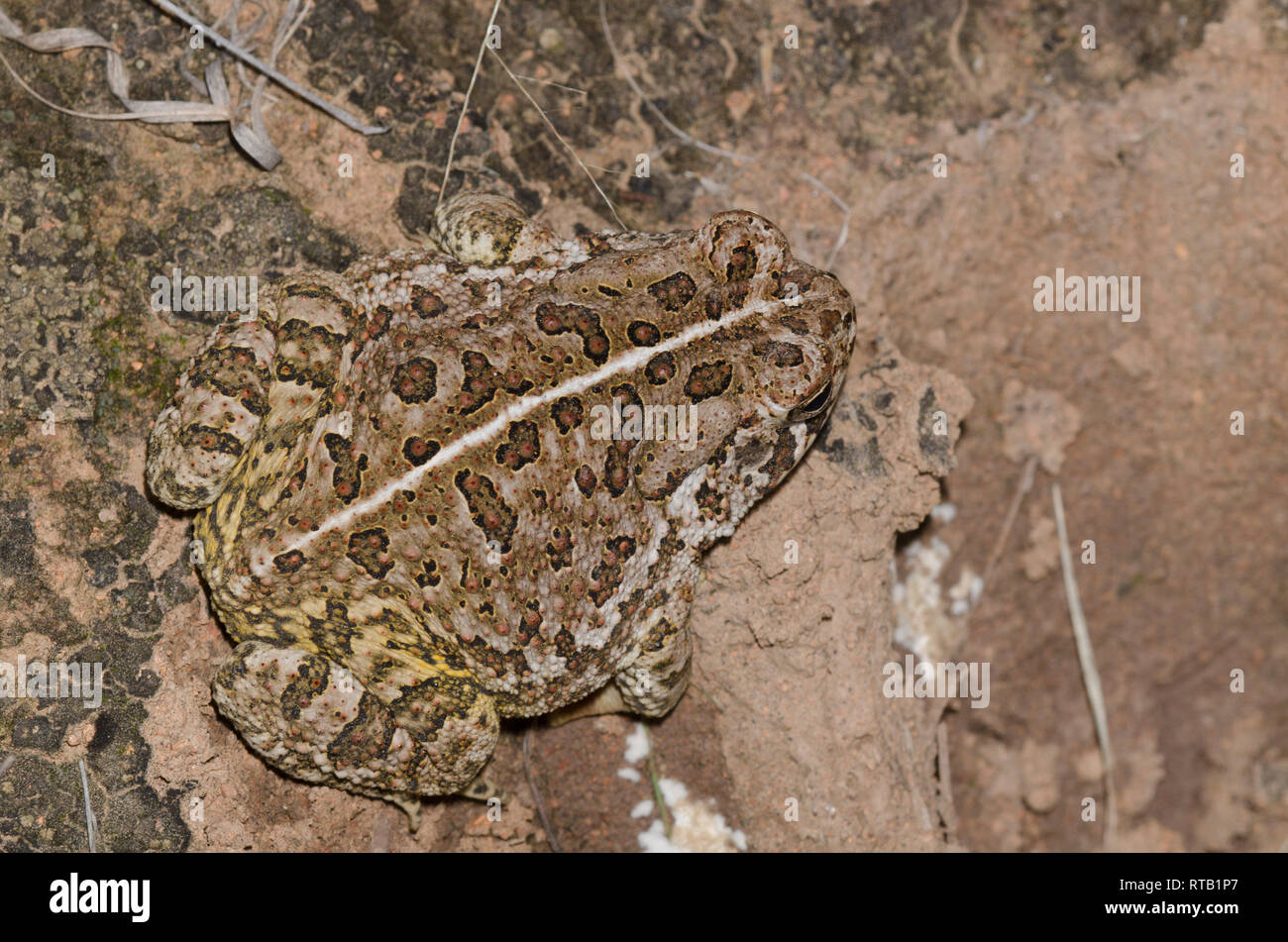 American Toad, Anaxyrus americanus Stock Photo - Alamy