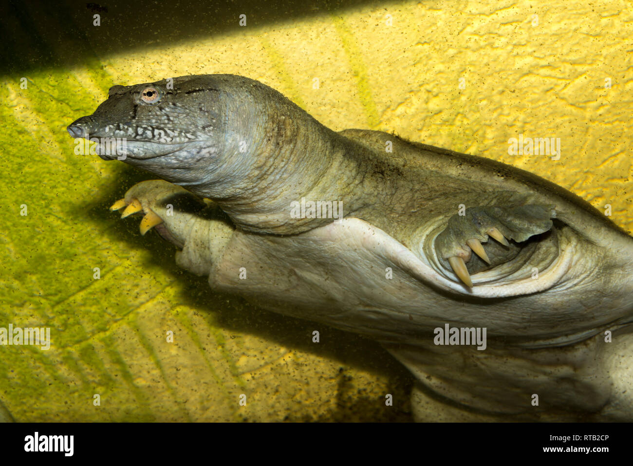 Chinese softshell turtle (Pelodiscus sinensis Stock Photo - Alamy