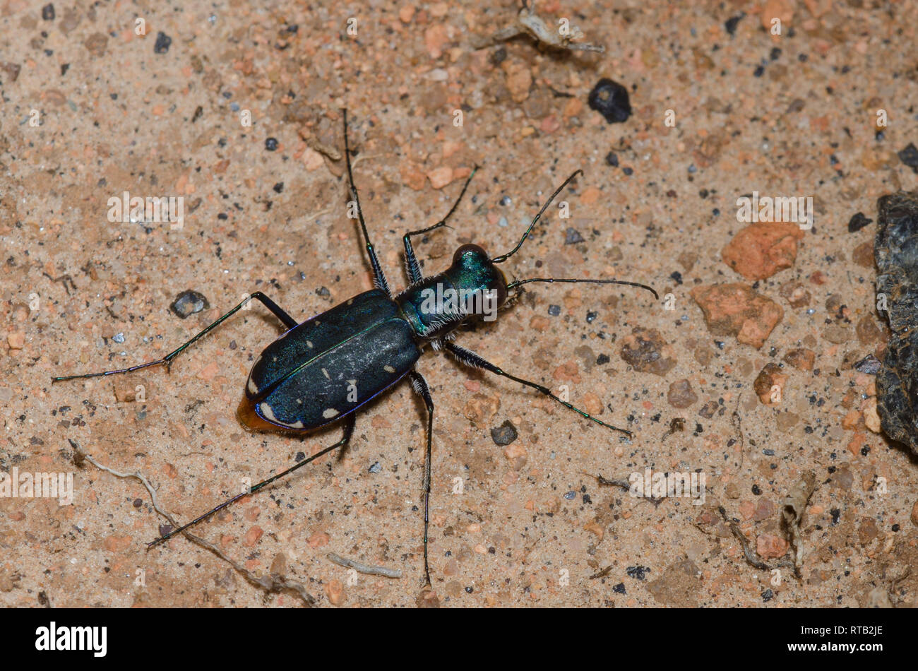 Eastern Red-bellied Tiger Beetle, Cicindela rufiventris Stock Photo - Alamy